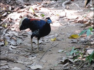Crestless Fireback, Taman Negara Malaysia | Neustadt am Rübenberge